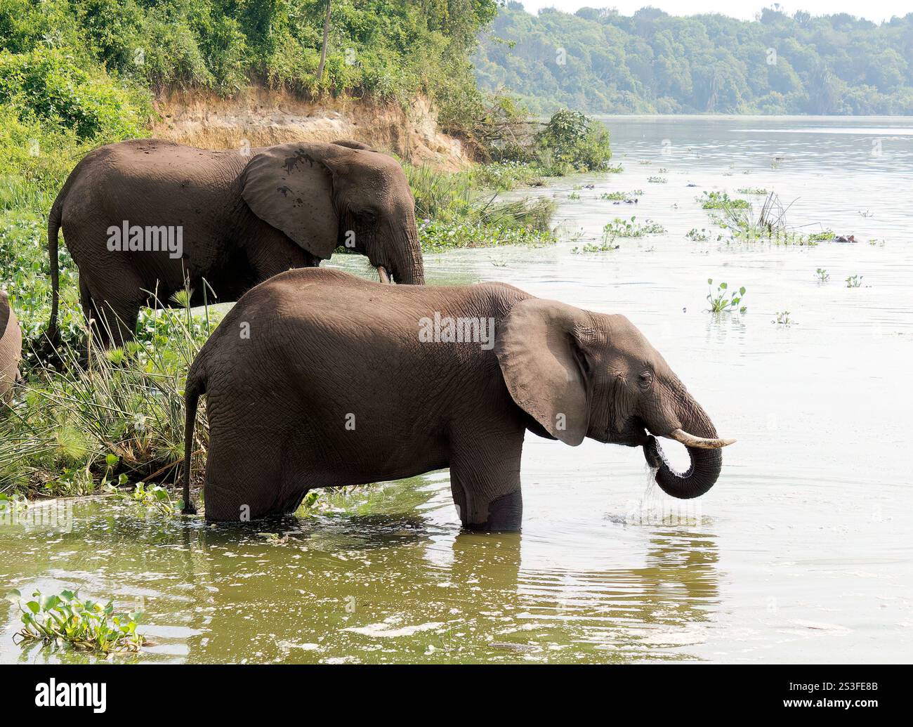 African bush elephant, Afrikanischer Elefant, Éléphant de savane ...