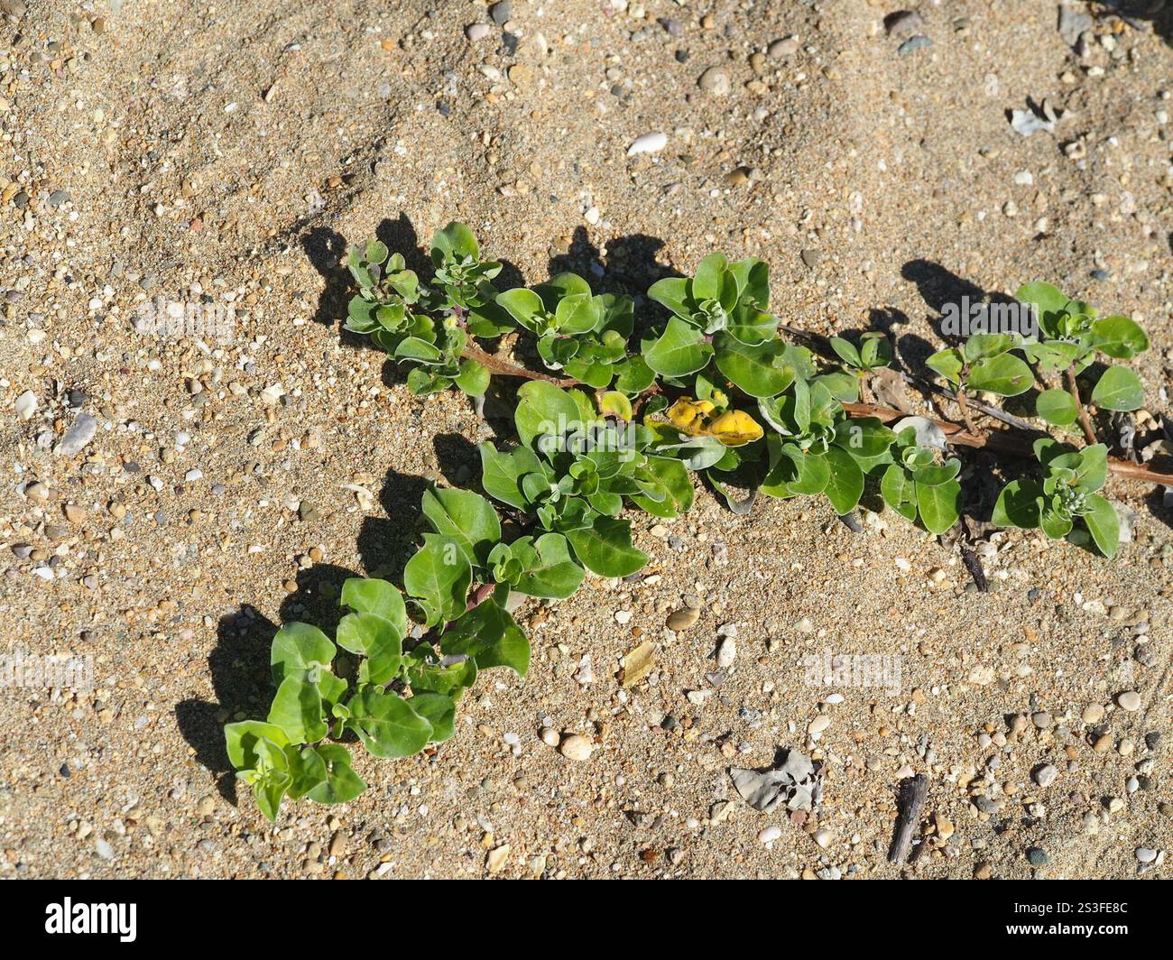 Beach Vitex (Vitex rotundifolia Stock Photo - Alamy