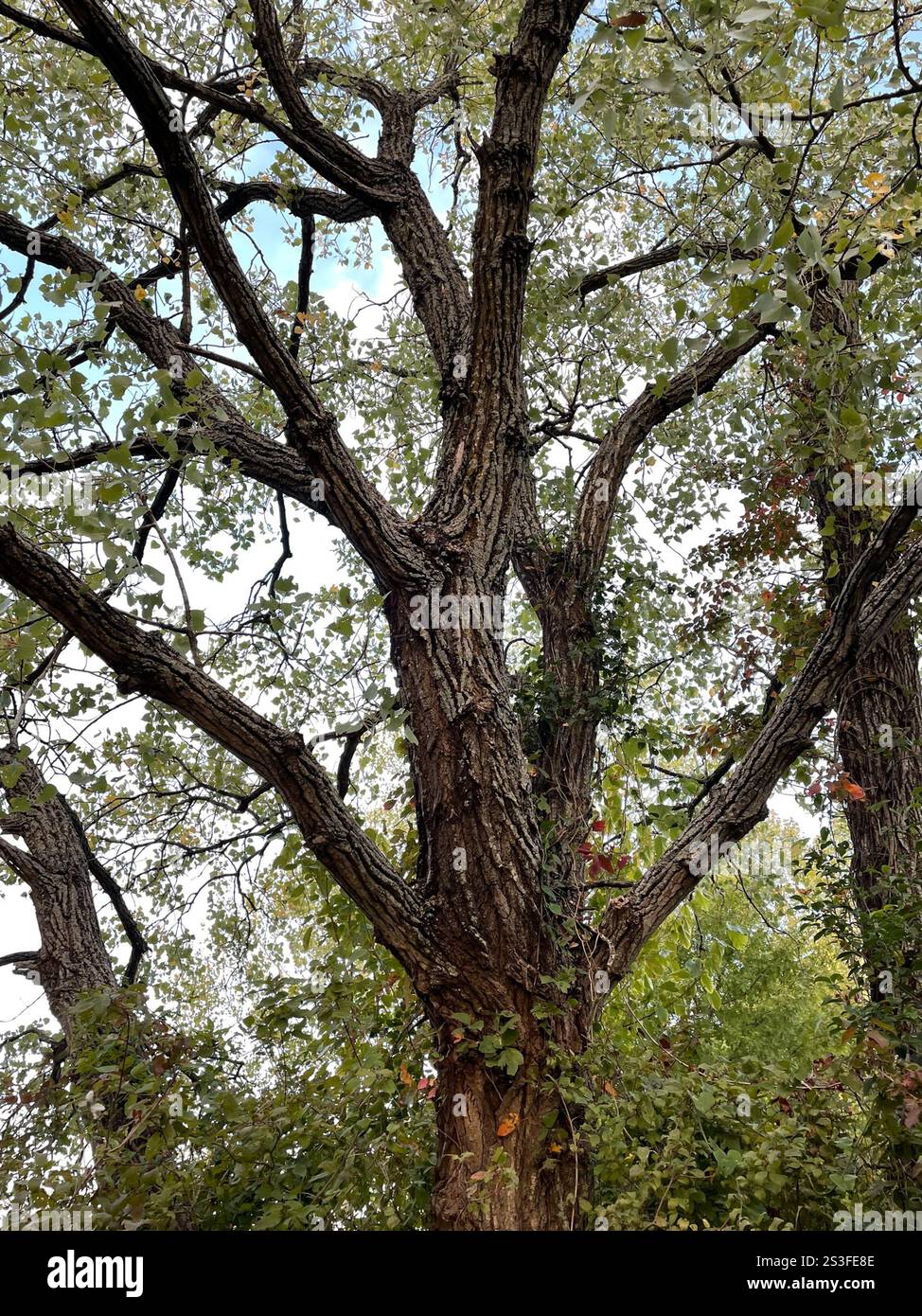 Eastern Cottonwood (Populus deltoides Stock Photo - Alamy