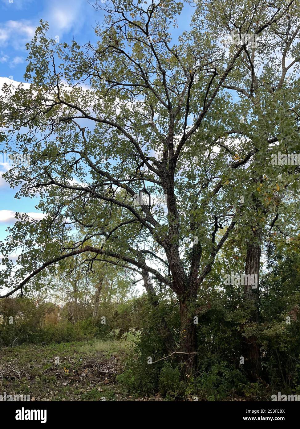 Eastern Cottonwood (Populus deltoides Stock Photo - Alamy