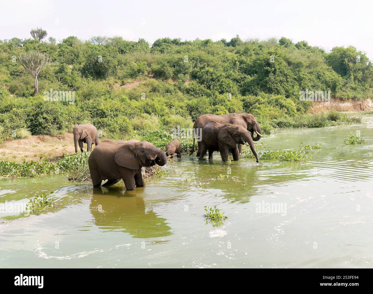 African bush elephant, Afrikanischer Elefant, Éléphant de savane ...