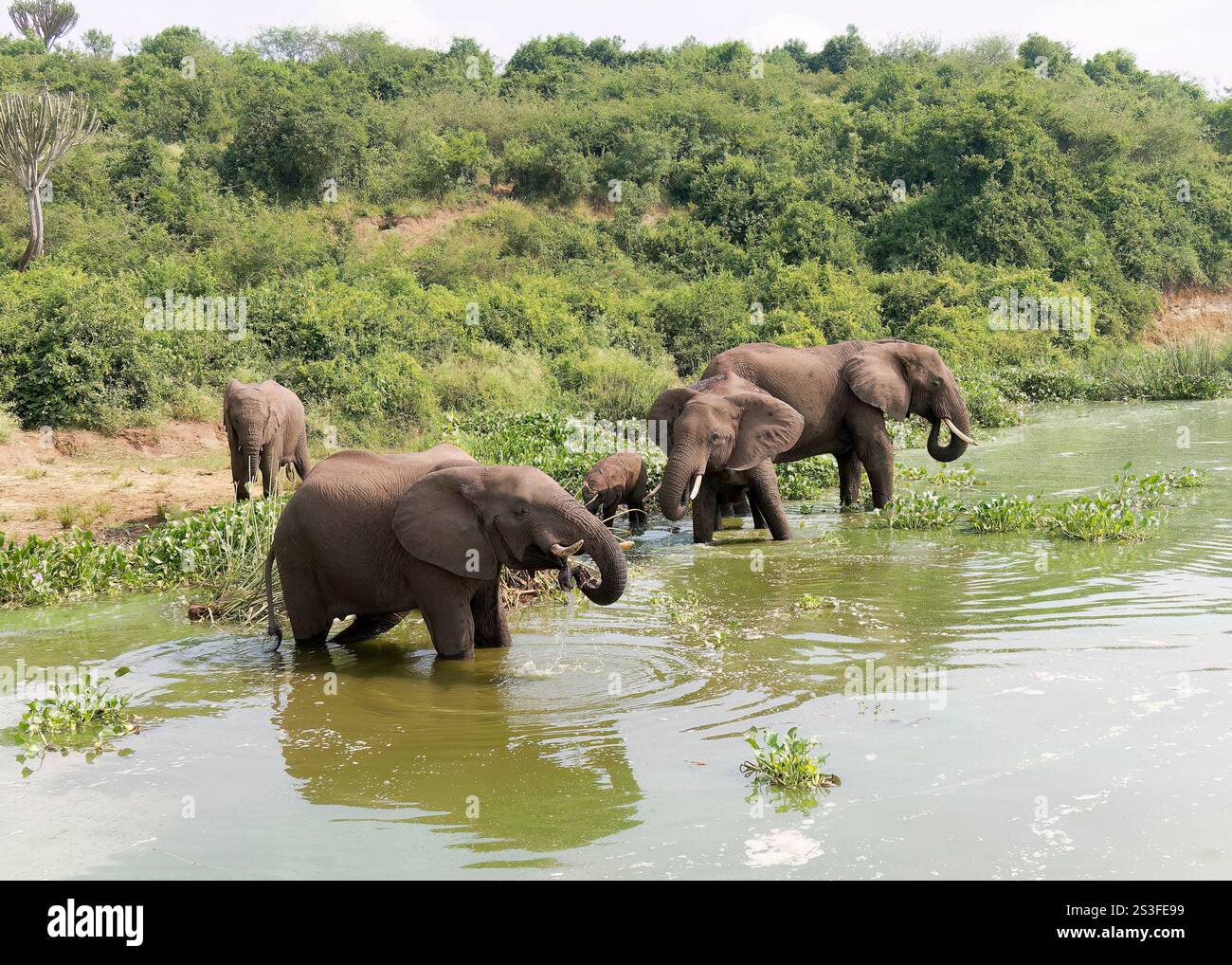 African bush elephant, Afrikanischer Elefant, Éléphant de savane ...