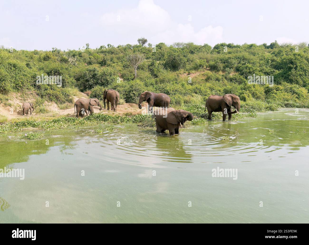 African bush elephant, Afrikanischer Elefant, Éléphant de savane ...