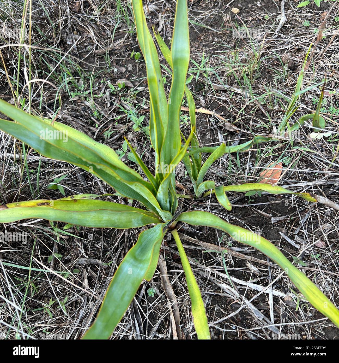 Twisted-leaf Yucca (Yucca rupicola Stock Photo - Alamy