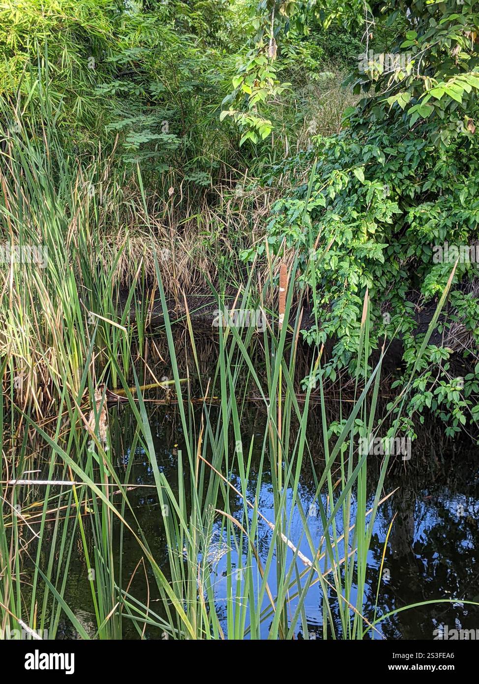 southern cattail (Typha domingensis Stock Photo - Alamy