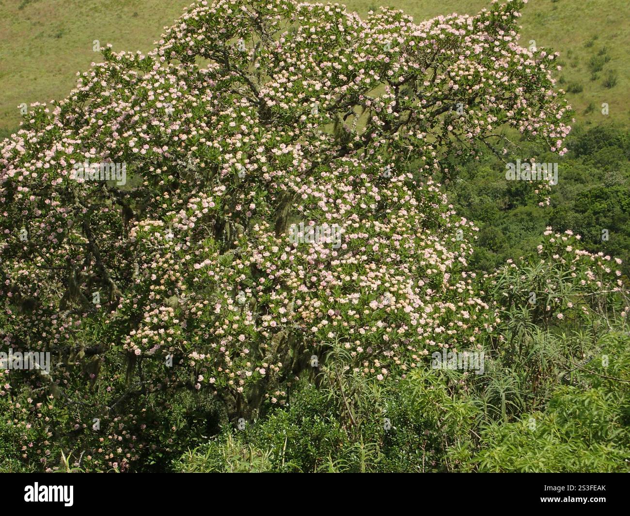 Pompom Tree (Dais cotinifolia Stock Photo - Alamy
