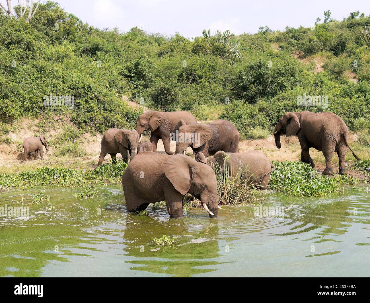 African bush elephant, Afrikanischer Elefant, Éléphant de savane ...