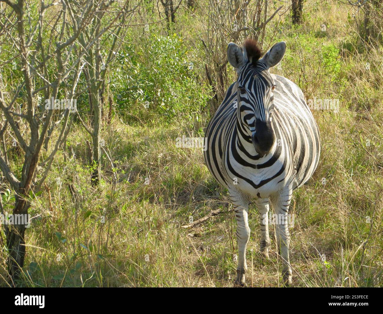 Zebra on safari in Hluhluwe Game Reserve, South Africa Stock Photo - Alamy
