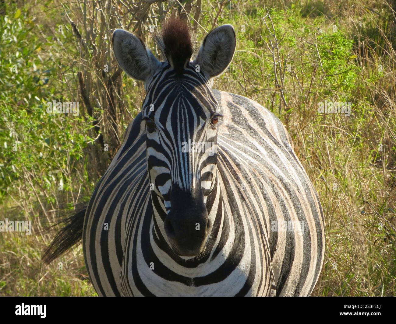 Zebra on safari in Hluhluwe Game Reserve, South Africa Stock Photo - Alamy