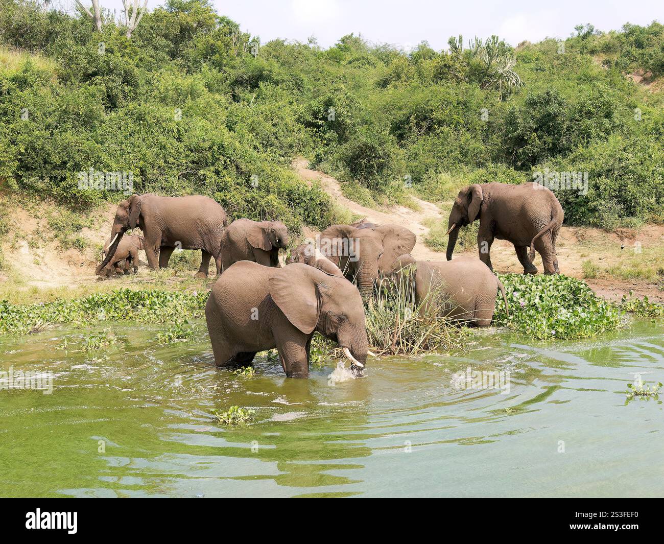 African bush elephant, Afrikanischer Elefant, Éléphant de savane ...
