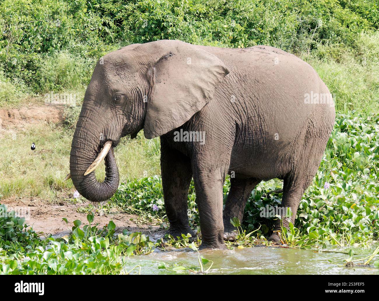 African bush elephant, Afrikanischer Elefant, Éléphant de savane ...