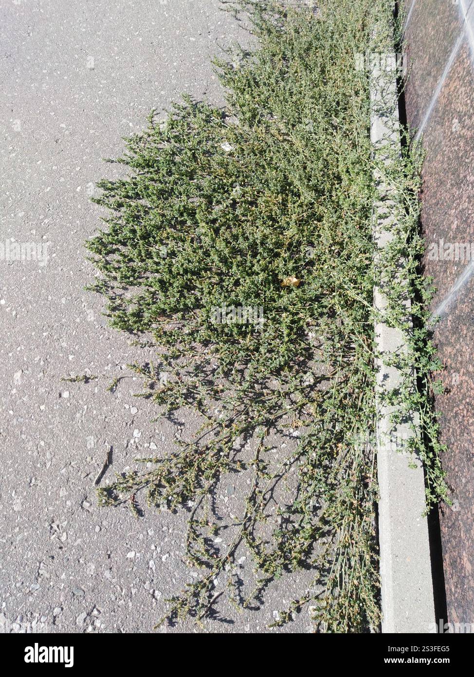 Oval Leaf Knotweed (Polygonum arenastrum Stock Photo - Alamy