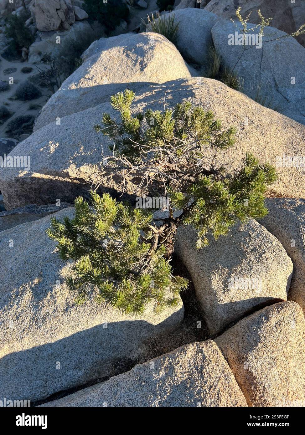 singleleaf pinyon (Pinus monophylla Stock Photo - Alamy