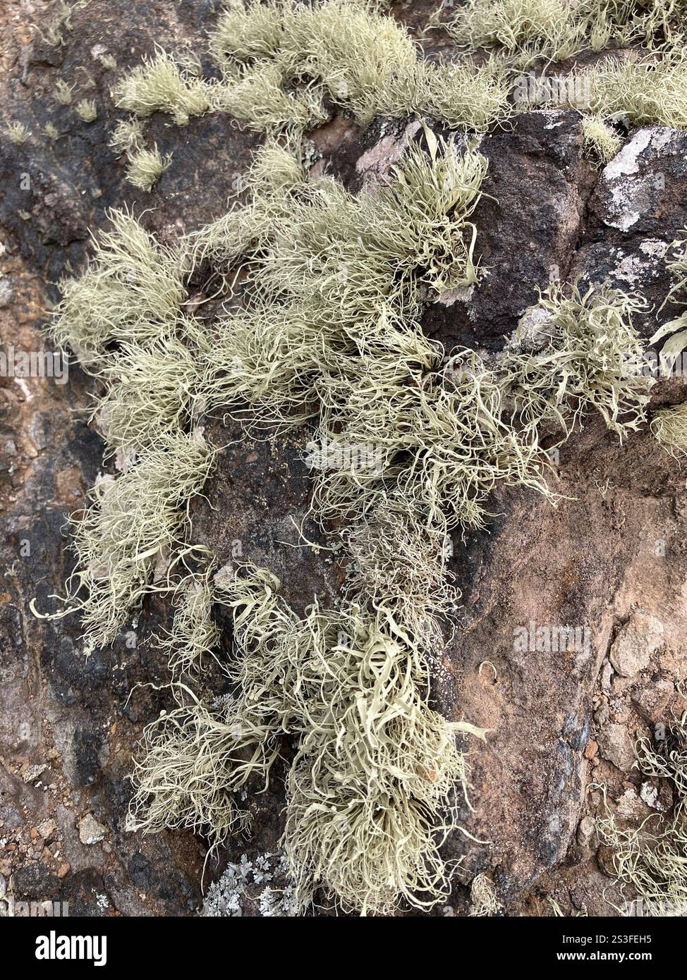 bushy lichens, sea-fog lichens, and allies (Ramalinaceae Stock Photo ...
