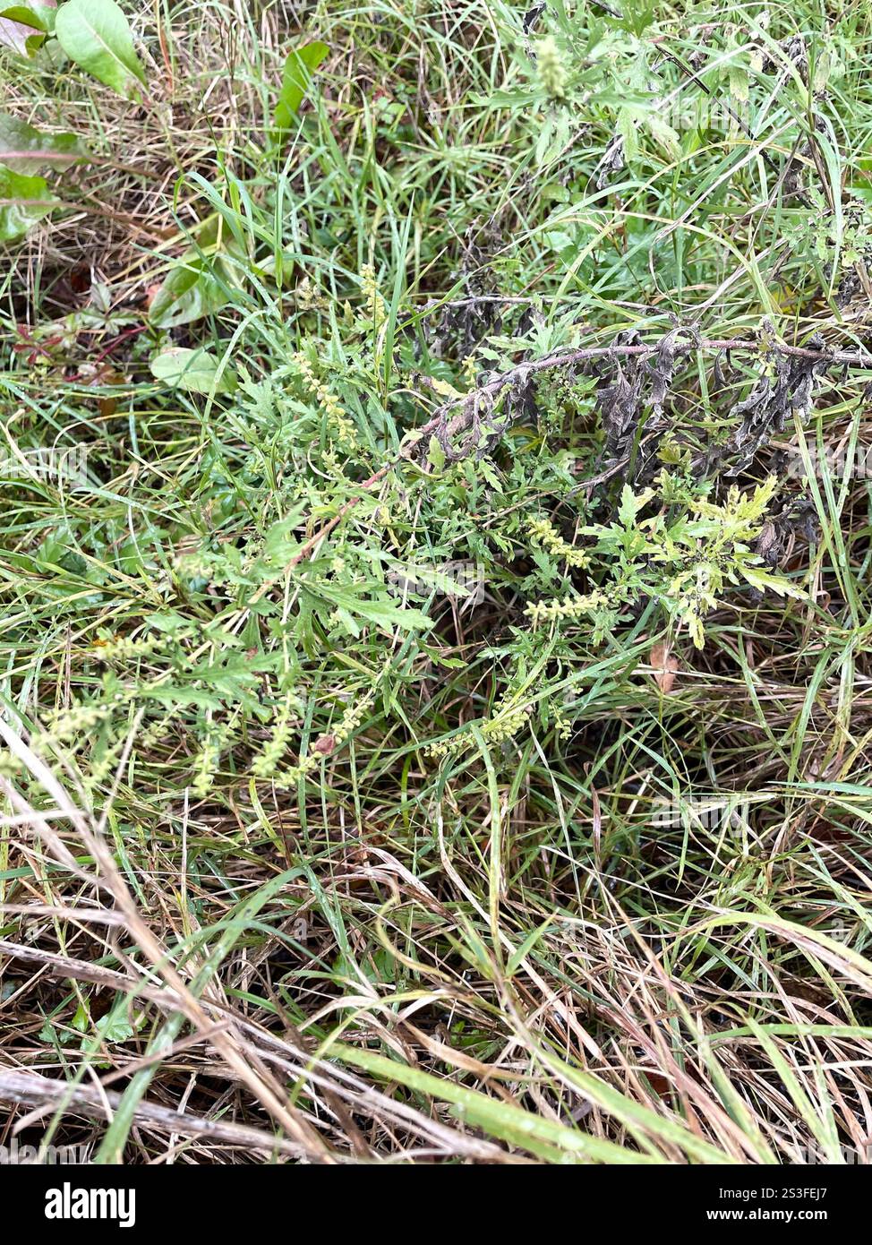 western ragweed (Ambrosia psilostachya Stock Photo - Alamy