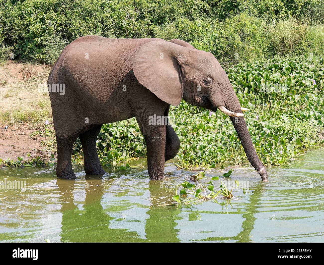 African bush elephant, Afrikanischer Elefant, Éléphant de savane ...
