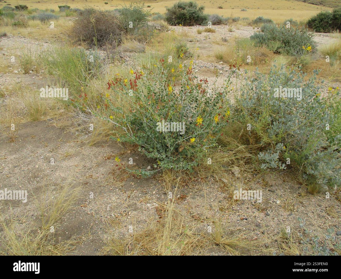 Yellow Butterflyleaf (Adenolobus pechuelii Stock Photo - Alamy