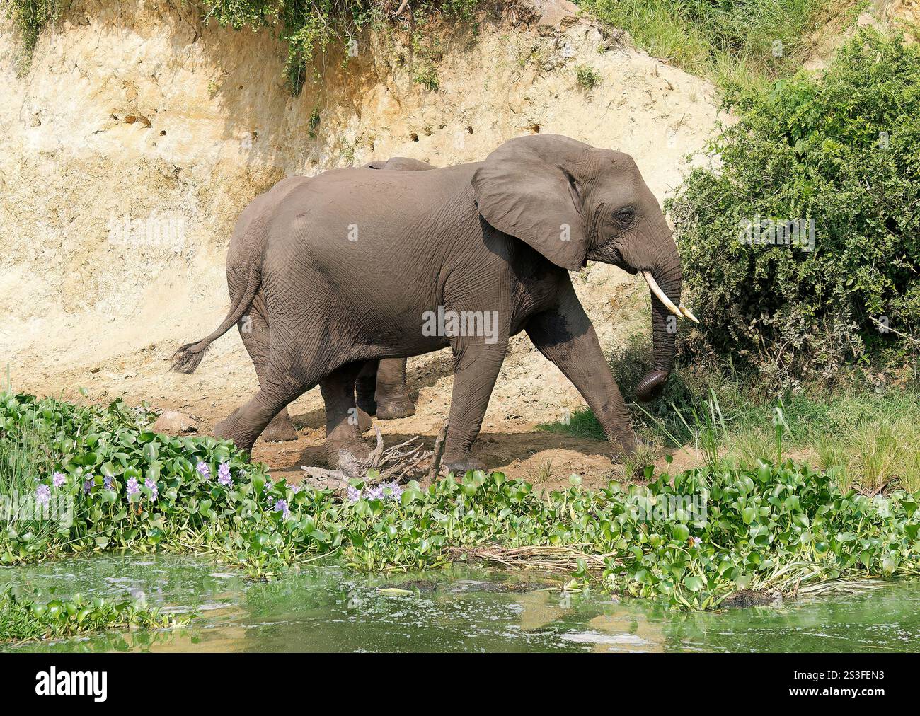 African bush elephant, Afrikanischer Elefant, Éléphant de savane ...