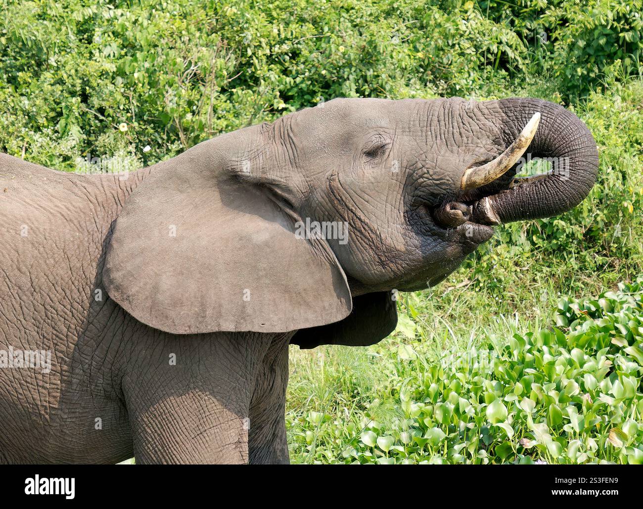 African bush elephant, Afrikanischer Elefant, Éléphant de savane ...