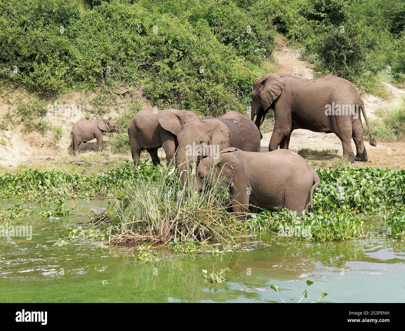 African bush elephant, Afrikanischer Elefant, Éléphant de savane ...