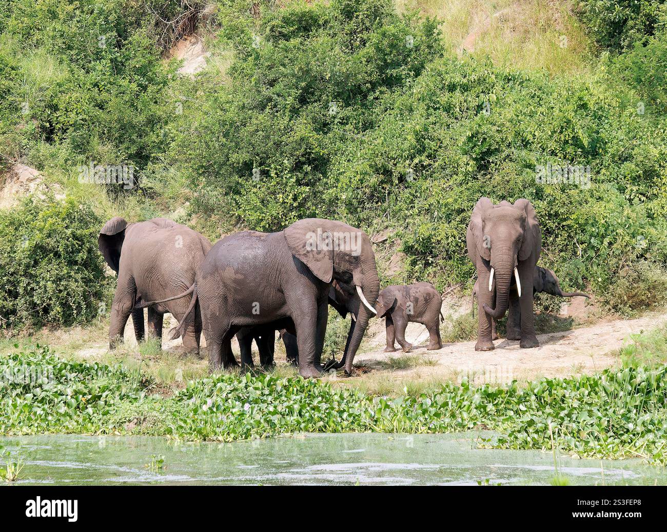 African bush elephant, Afrikanischer Elefant, Éléphant de savane ...