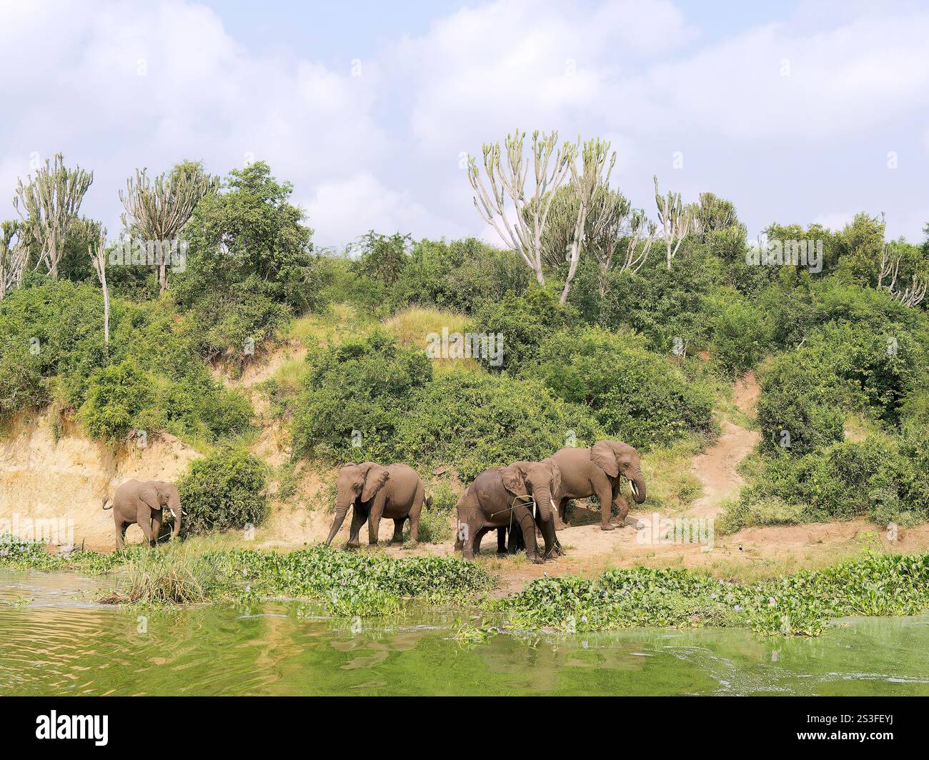 African bush elephant, Afrikanischer Elefant, Éléphant de savane ...