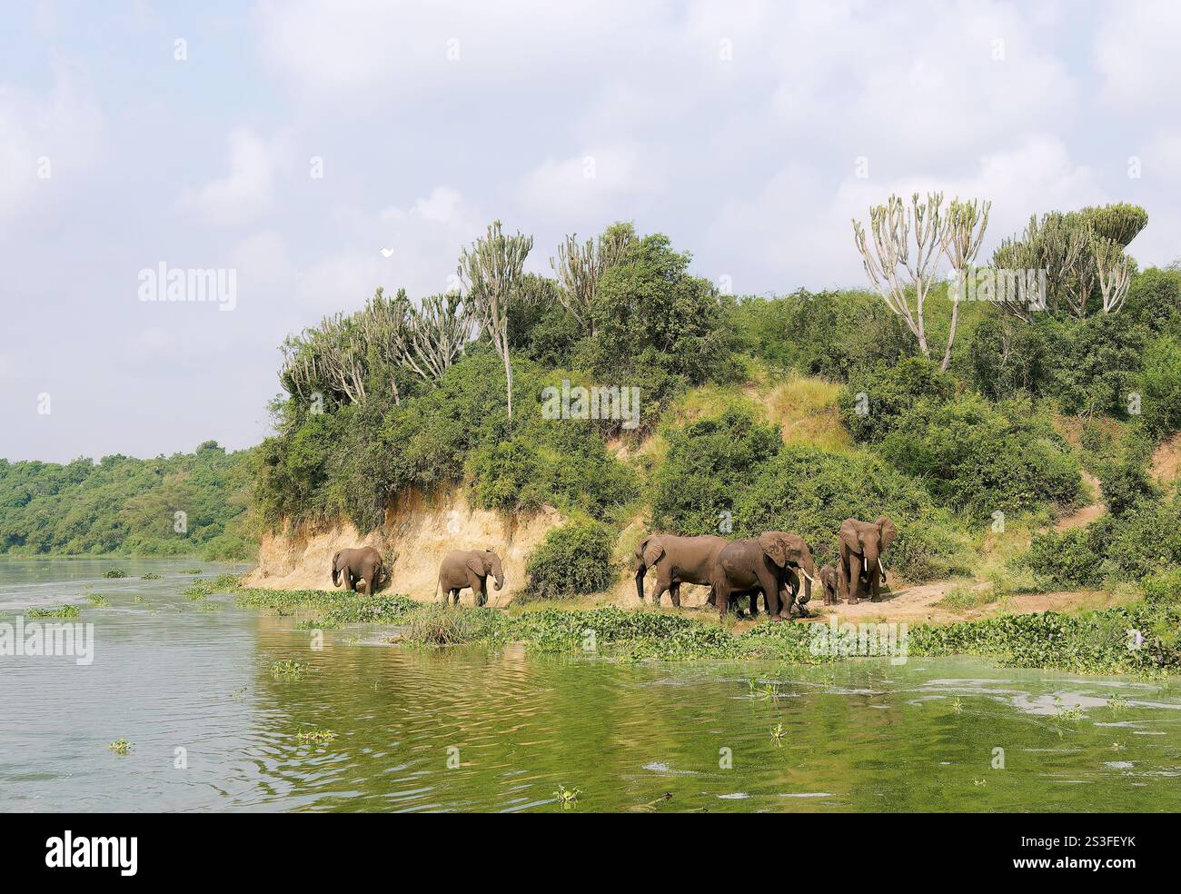 African bush elephant, Afrikanischer Elefant, Éléphant de savane ...