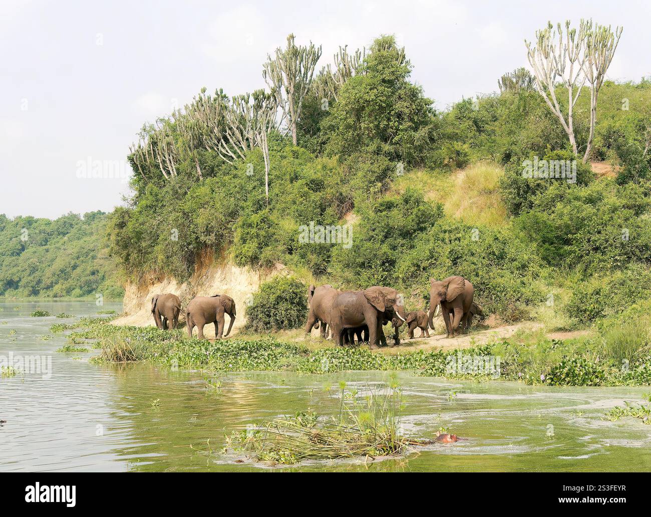 African bush elephant, Afrikanischer Elefant, Éléphant de savane ...