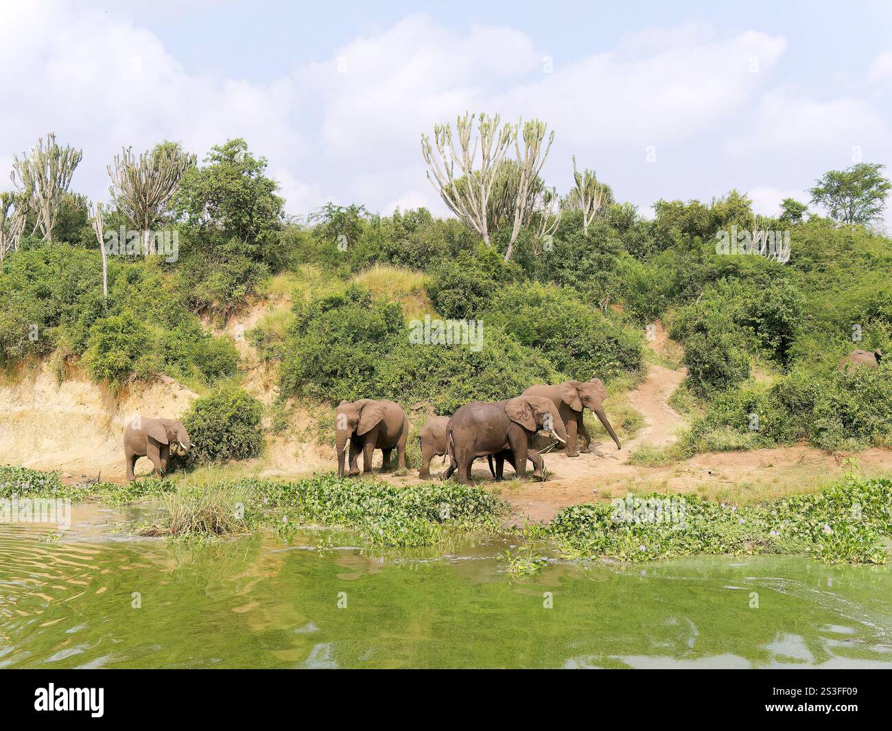 African bush elephant, Afrikanischer Elefant, Éléphant de savane ...
