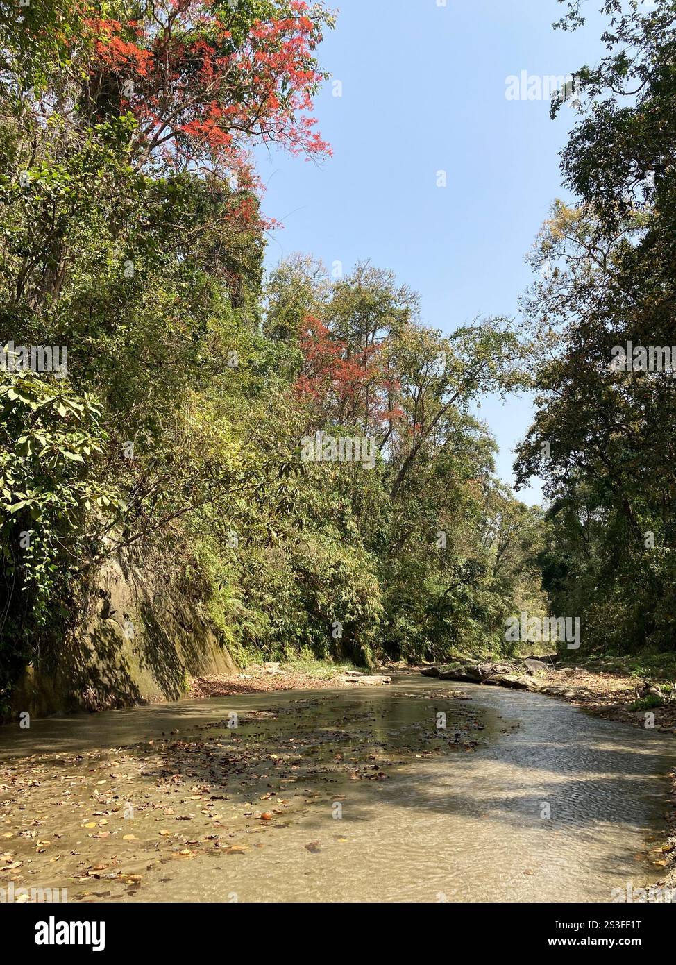 Ceylon Oak (Schleichera oleosa Stock Photo - Alamy