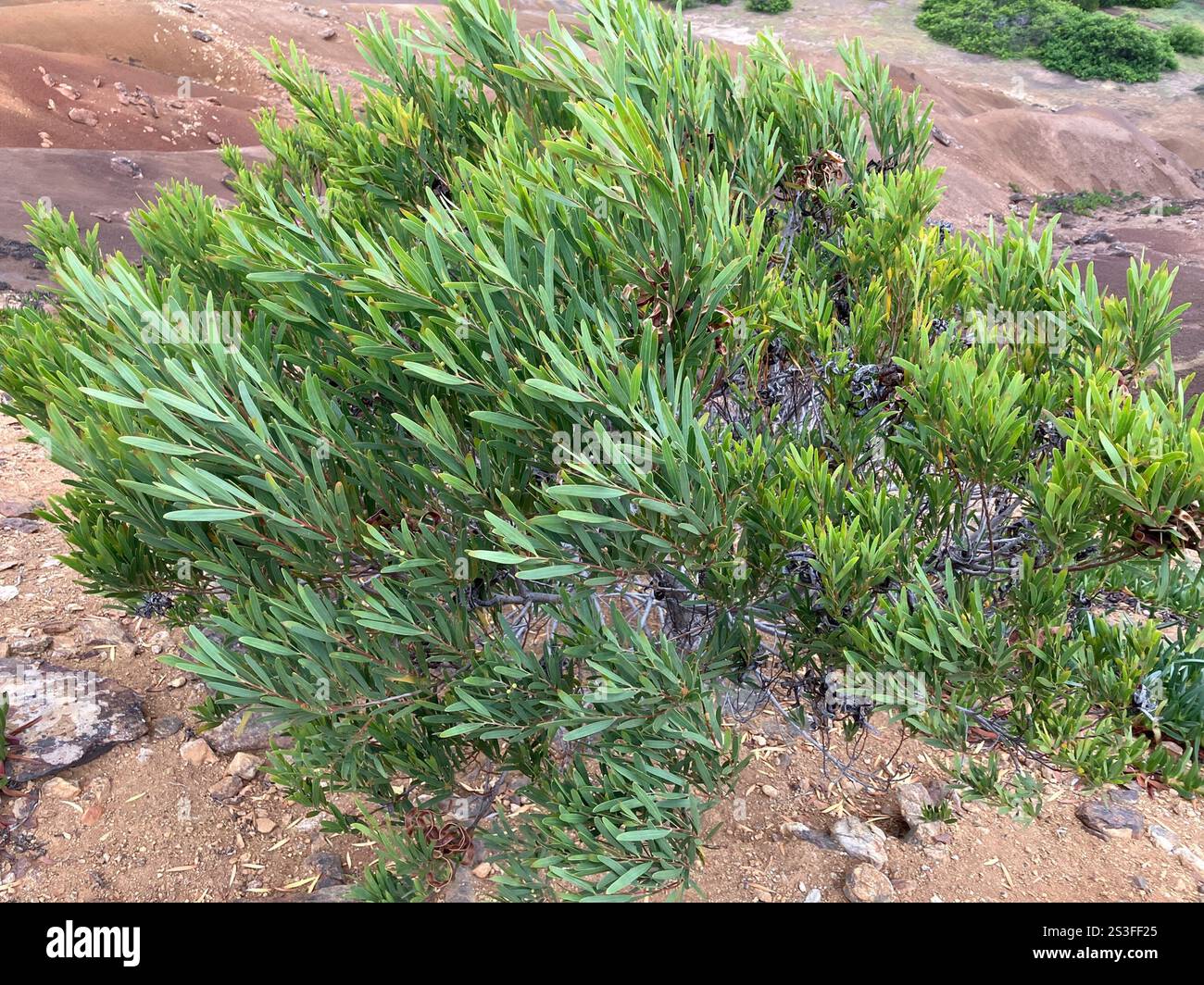western coastal wattle (Acacia cyclops Stock Photo - Alamy