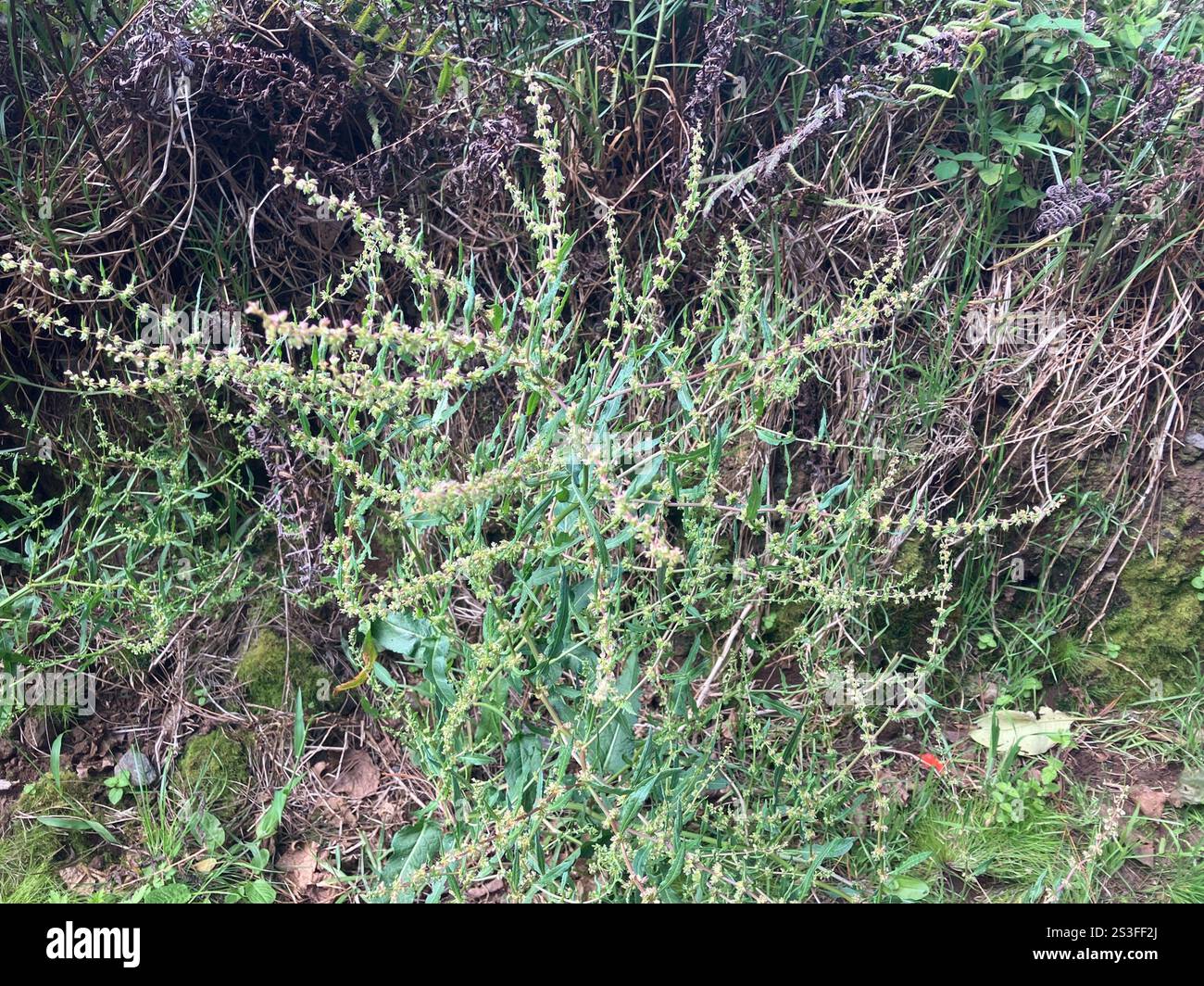 fiddle dock (Rumex pulcher Stock Photo - Alamy