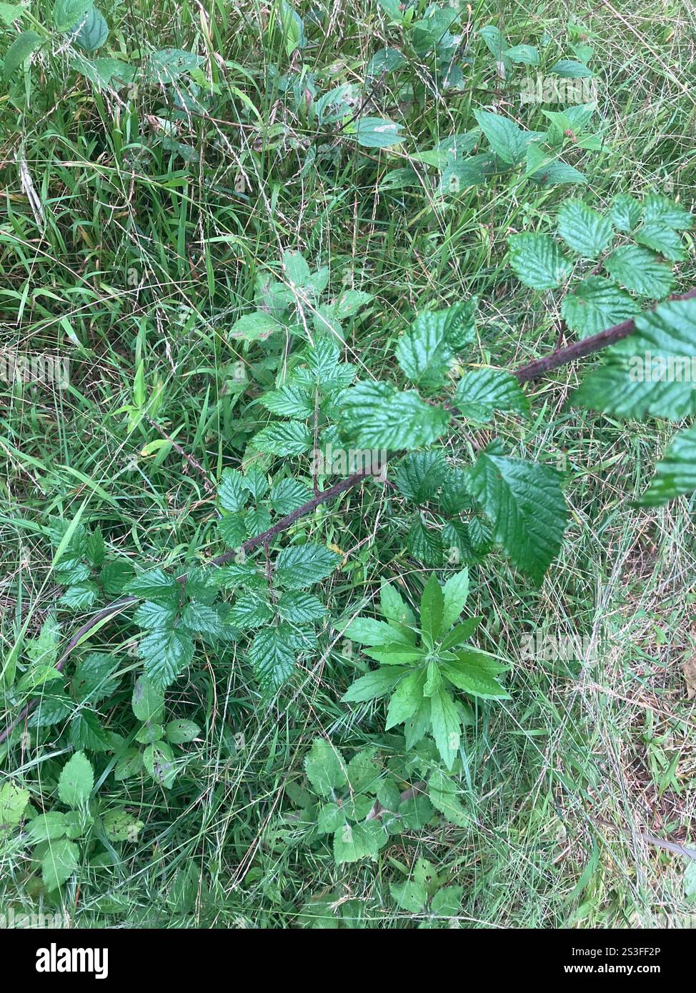 South African Raspberry (Rubus pinnatus Stock Photo - Alamy
