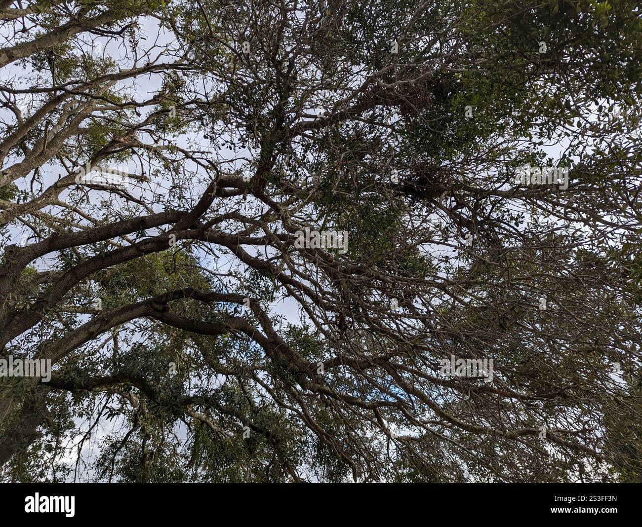 bluejack oak (Quercus incana Stock Photo - Alamy