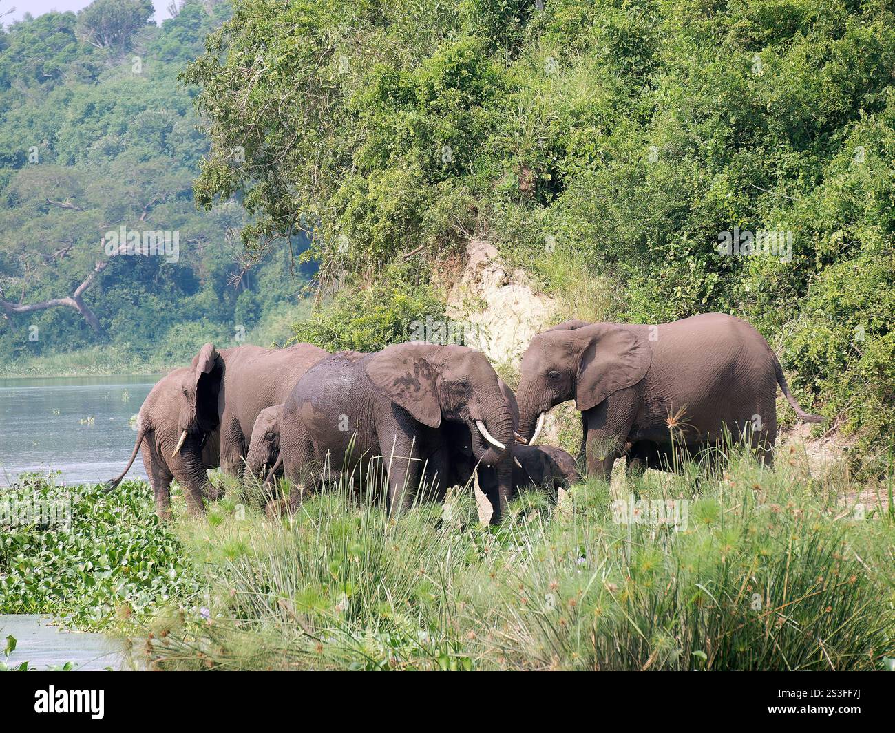 African bush elephant, Afrikanischer Elefant, Éléphant de savane ...