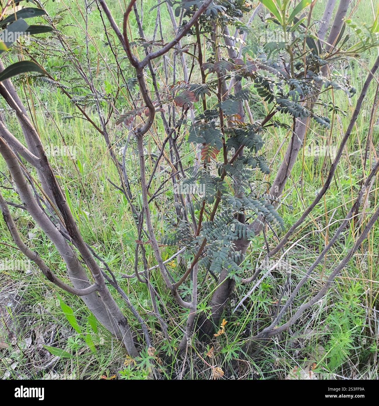 Red Stem Wattle (Acacia rubida Stock Photo - Alamy