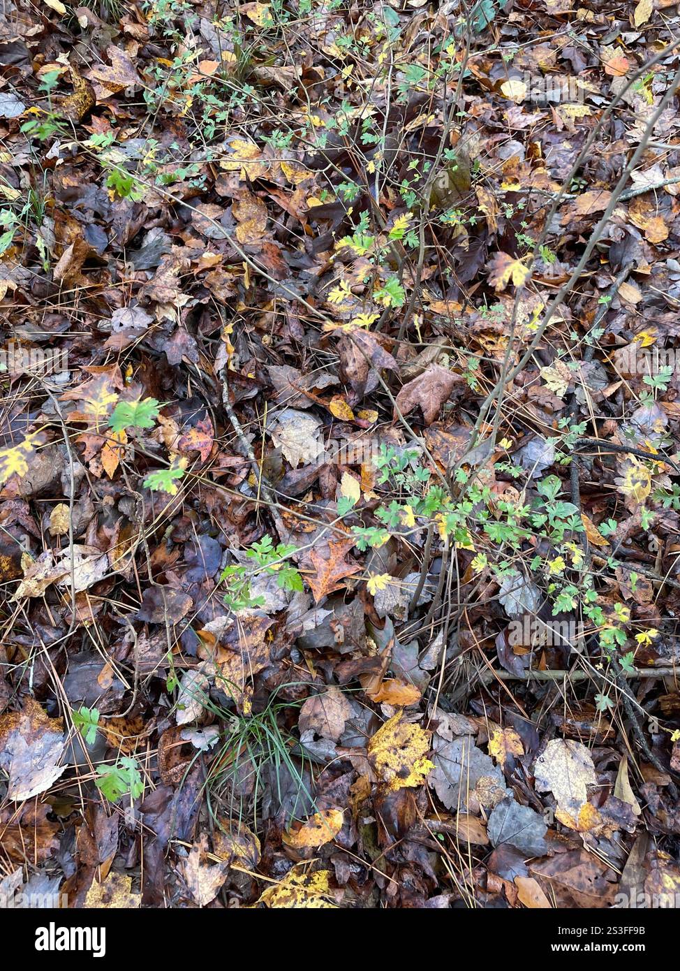 parsley hawthorn (Crataegus marshallii Stock Photo - Alamy