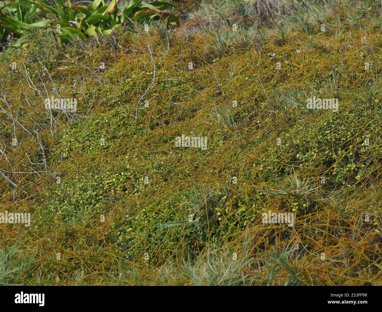 laurel dodder (Cassytha filiformis Stock Photo - Alamy