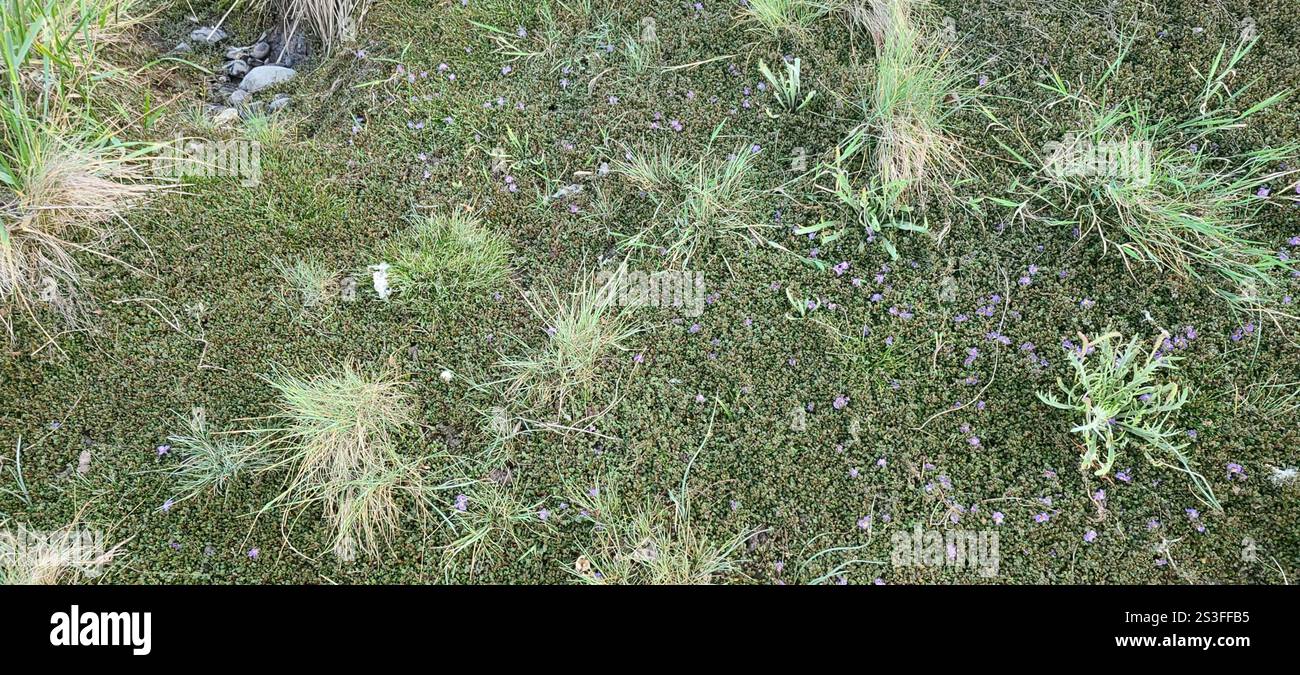 New Zealand Musk (Thyridia repens Stock Photo - Alamy