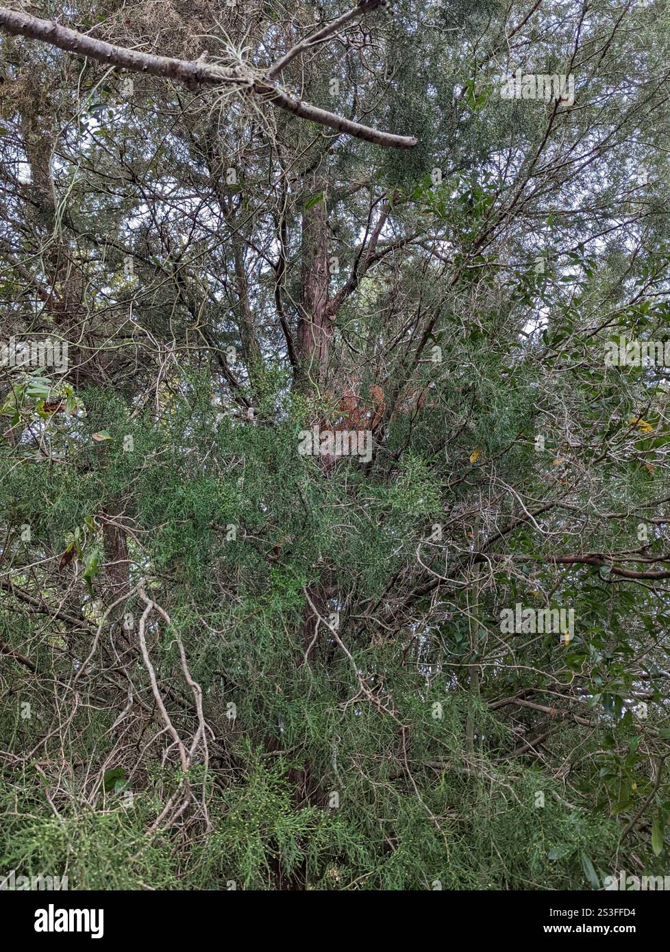 Southern Redcedar (Juniperus virginiana silicicola Stock Photo - Alamy