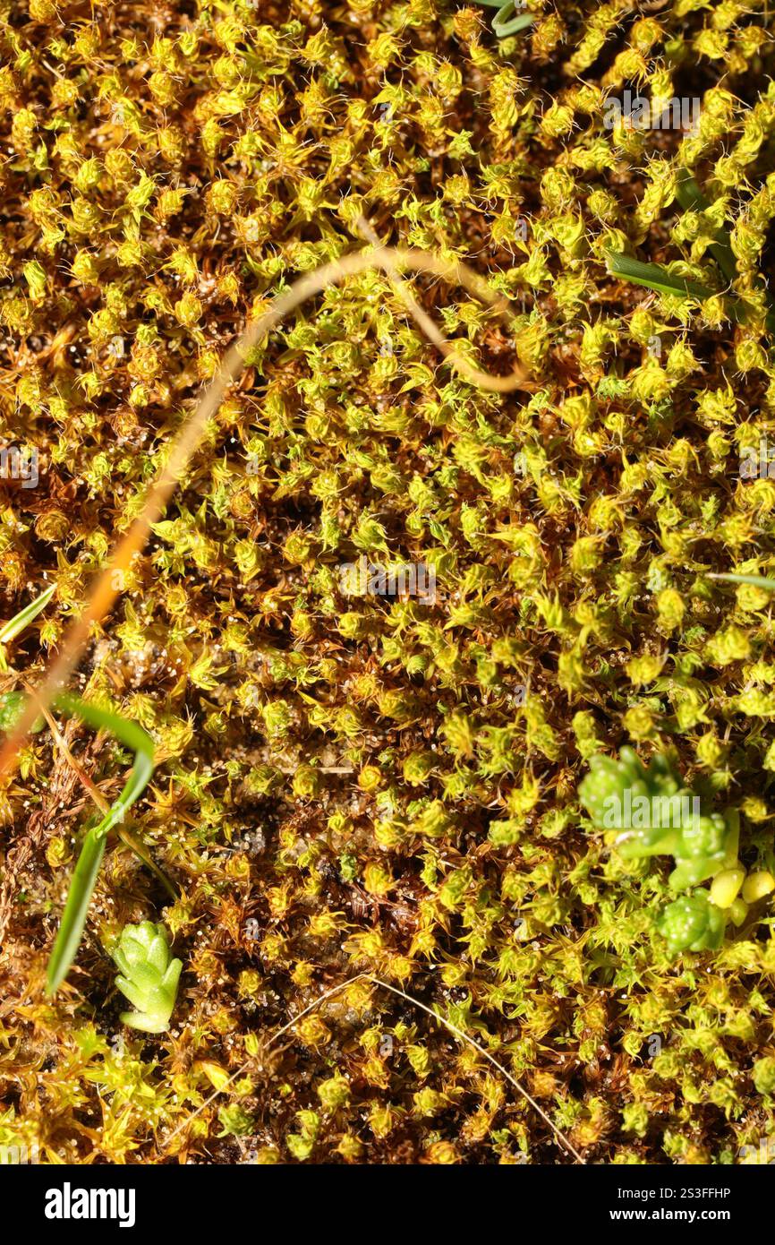 Sand-hill Screw-moss (Syntrichia ruraliformis Stock Photo - Alamy