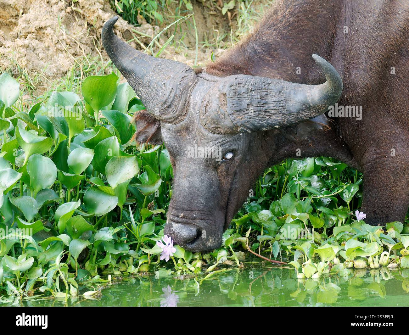 Cape buffalo, African buffalo, Kaffernbüffel, Buffle d'Afrique ...