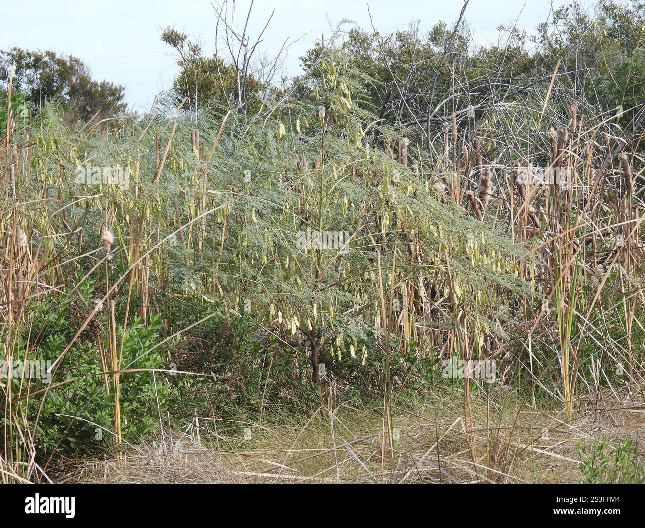 Rattlebush (Sesbania drummondii Stock Photo - Alamy