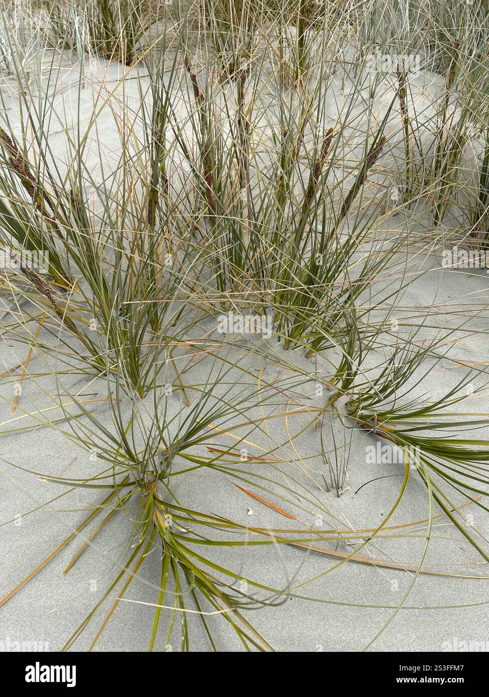 Pingao (Ficinia spiralis Stock Photo - Alamy