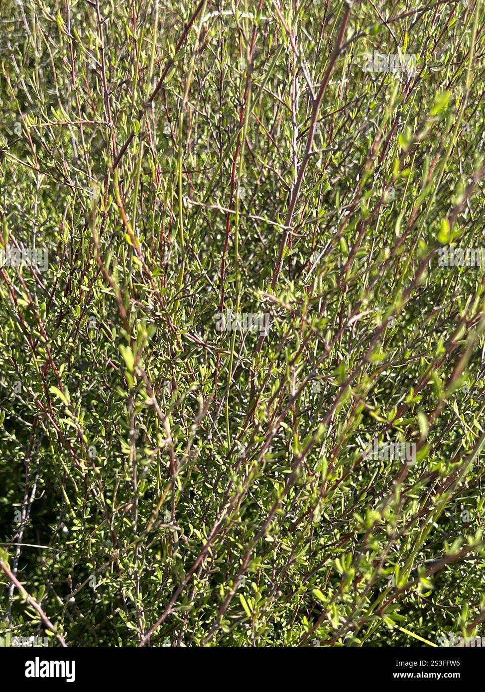 Makaka (Plagianthus divaricatus Stock Photo - Alamy