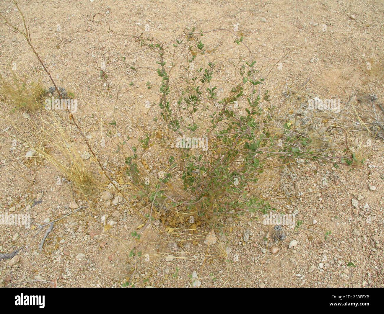 Trellis-vine (Pergularia daemia Stock Photo - Alamy
