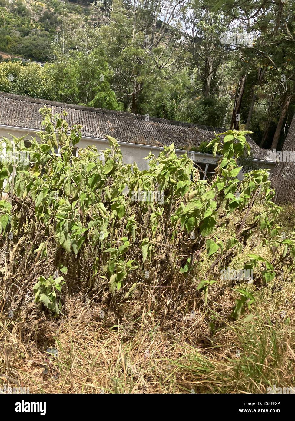 Whiteweed (Austroeupatorium inulifolium Stock Photo - Alamy
