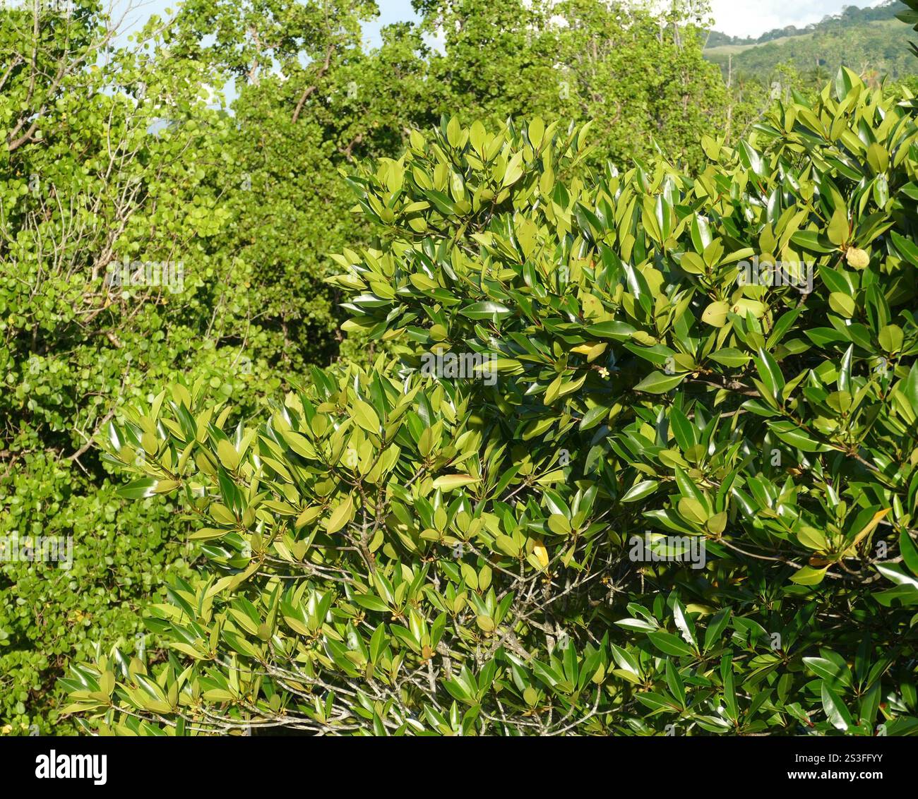 Tall-stilt Mangrove (Rhizophora apiculata Stock Photo - Alamy