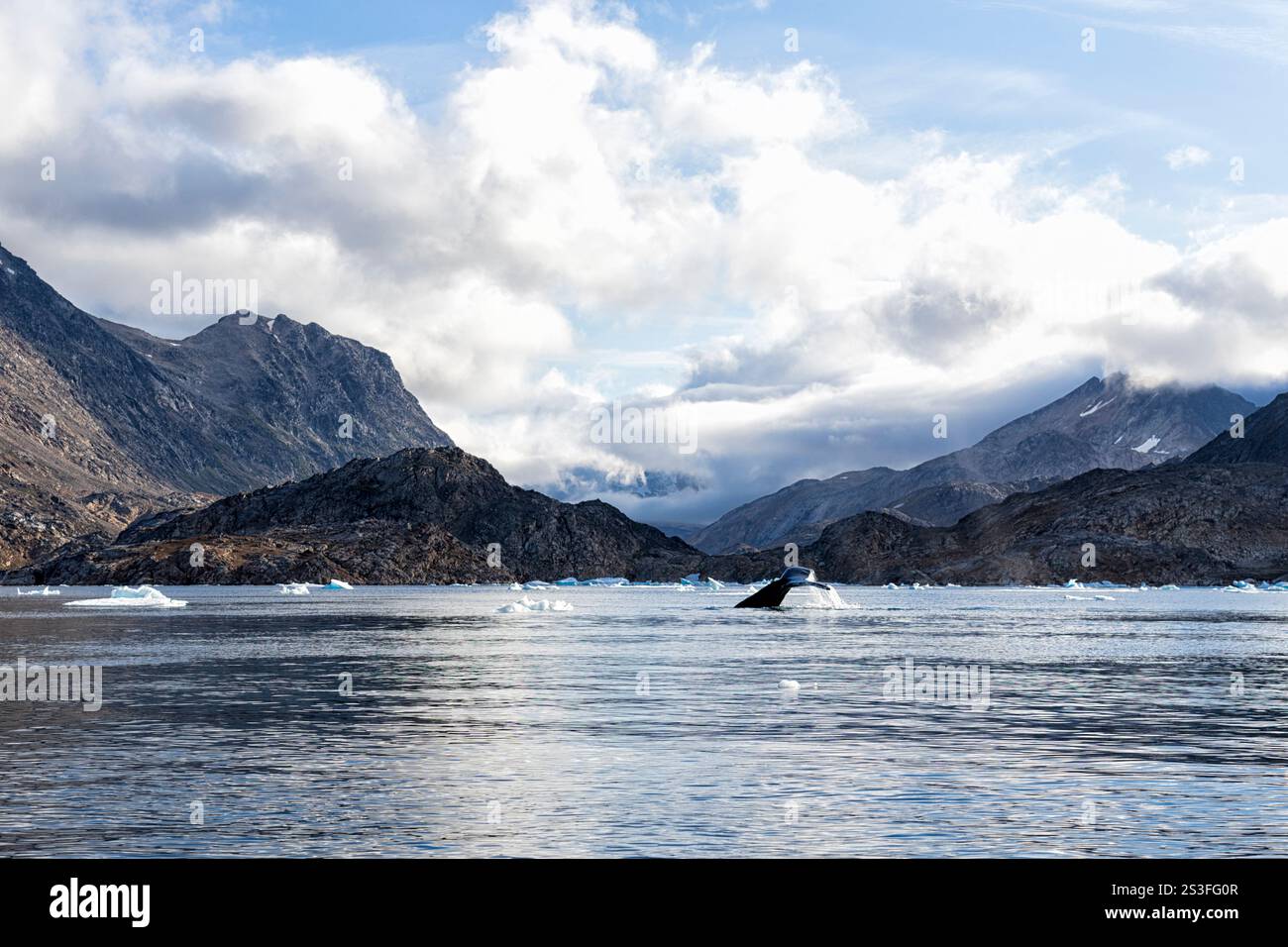 Fluke of a diving humpback whale ( Megaptera Novaeangliae) in front of ...