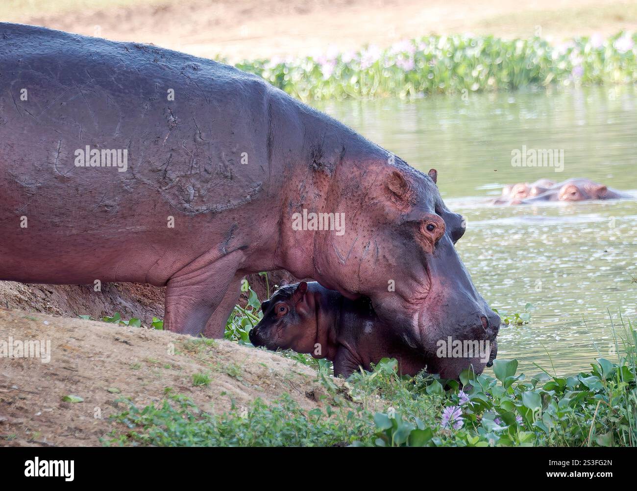 hippo, Flusspferd, Hippopotame amphibie, Hippopotamus amphibius, nílusi ...